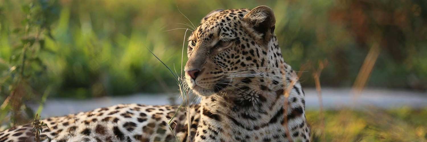 Chipangali Wildlife Orphanage | Attractions in Bulawayo | byolife.co.zw