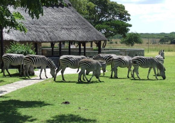 Jabulani Safaris | Safari in Shangani | byolife.co.zw