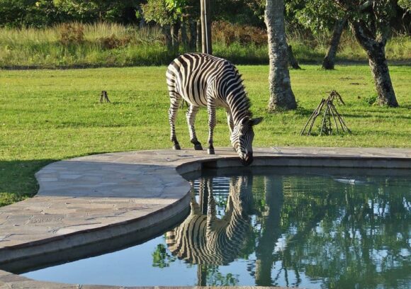 Jabulani Safaris | Safari in Shangani | byolife.co.zw